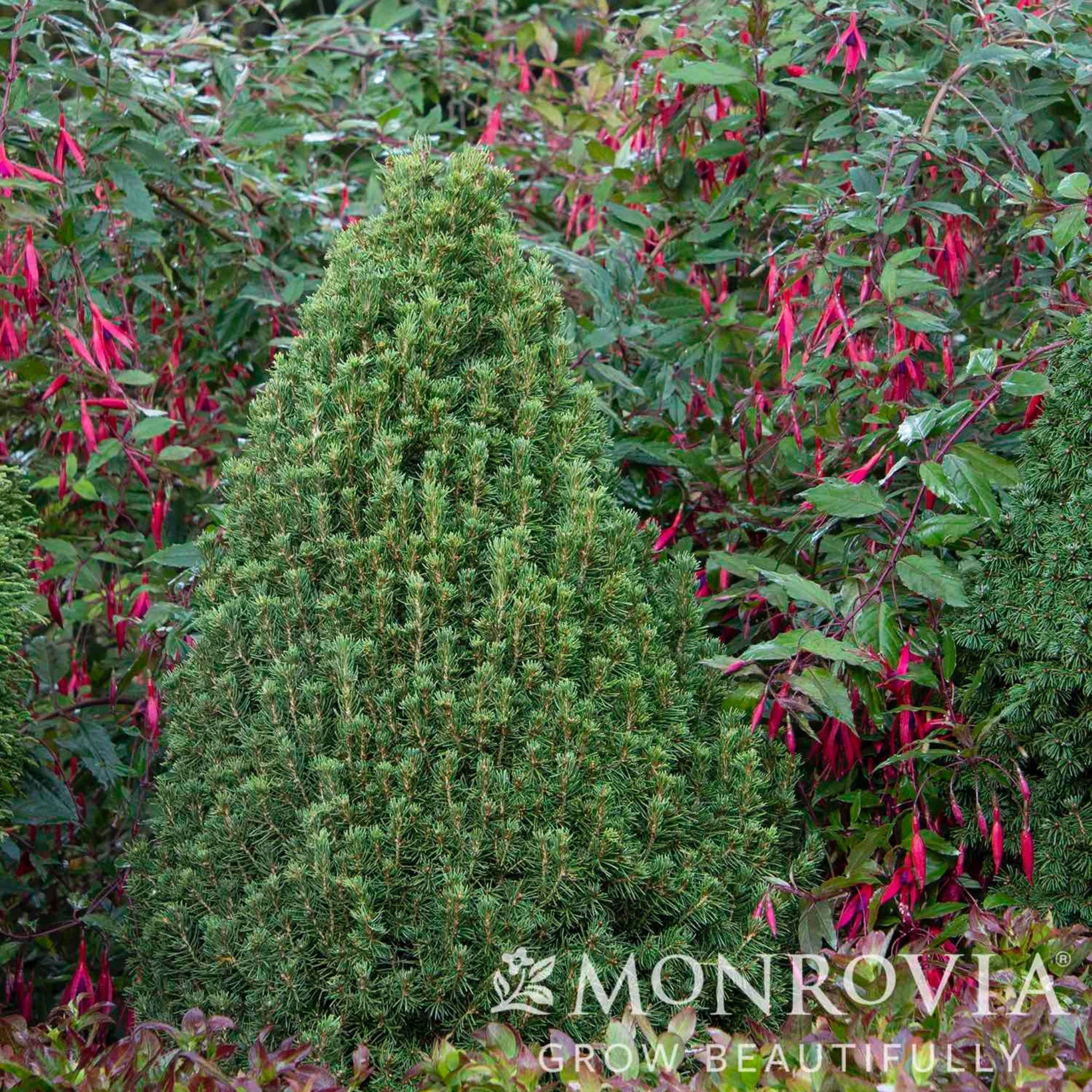 Tiny Tower® Dwarf Alberta Spruce – Treebute