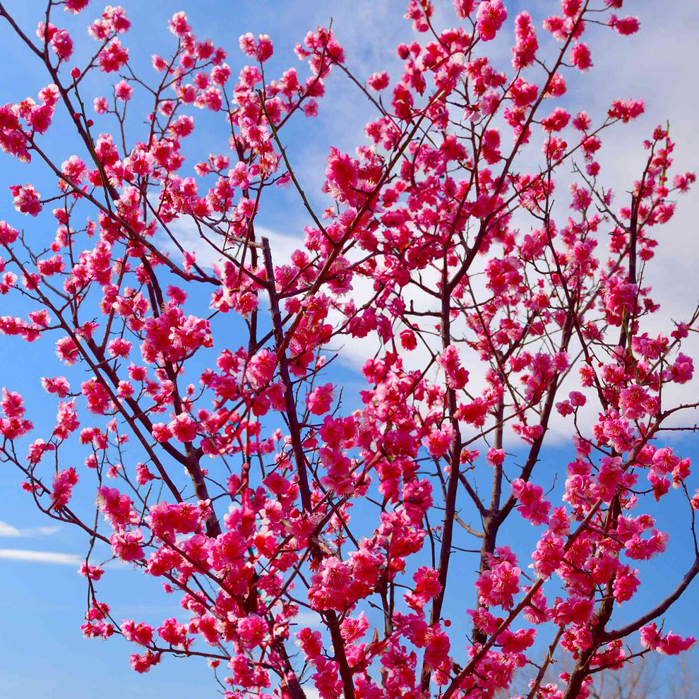 Bonanza Patio Peach | Celebration Tree | Treebute